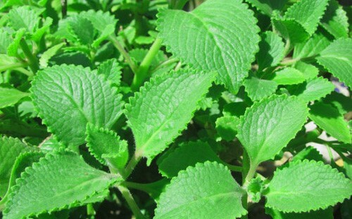 Tần Dày Lá - Húng Chanh - Rau sạch - Hữu cơ Việt Tâm